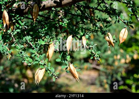 Karoo gold (Rhigozum obovatum) is a medicinal shrub native to southern ...