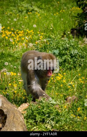 Wild Japanese macaque mother snuggling and grooming young baby on roof ...