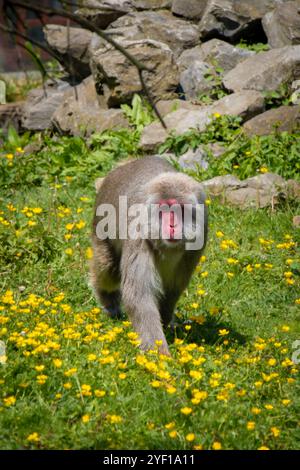 Wild Japanese macaque mother snuggling and grooming young baby on roof ...