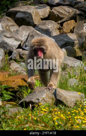 Japanese macaque male and female monkeys looking at the viewer while ...