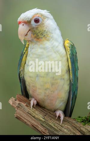 green-cheeked parakeet turquoise mutation Pyrrhura molinae Stock Photo ...