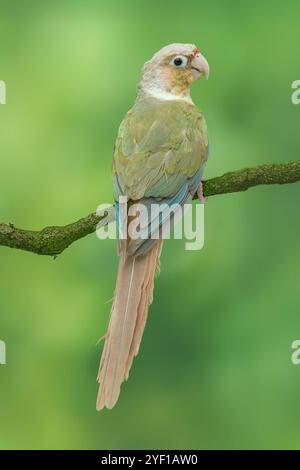 green-cheeked parakeet opaline, cinnamon turquoise mutation Pyrrhura ...