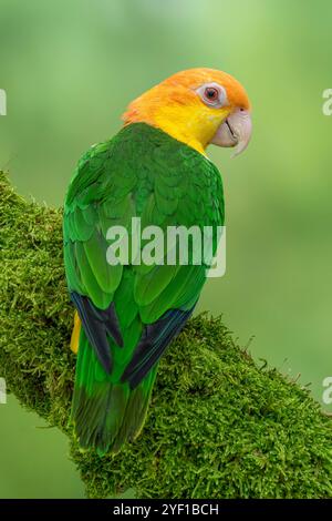 black-legged parrot Pionites leucogaster xanthomerius Stock Photo - Alamy