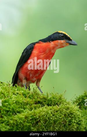 Yellow-crowned gonolek Laniarius barbarus, adult perched in tree, Keur ...