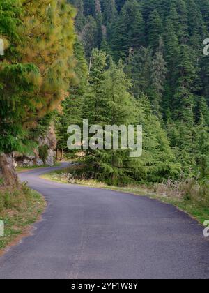 Pine forest among the hills Stock Photo - Alamy