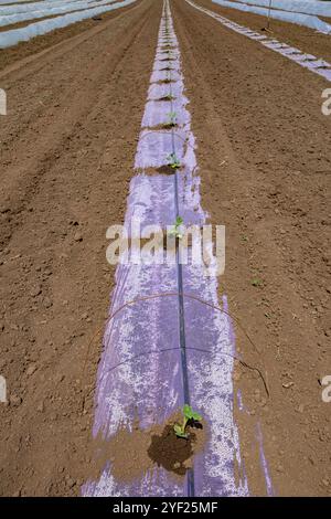 Watermelon plantation in Timis province, Romania Stock Photo - Alamy