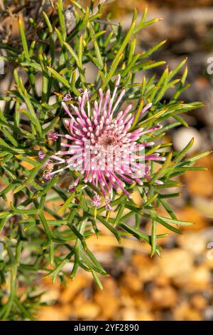 Rose Coneflower (Isopogon formosus) flowers Forest Western Australia ...