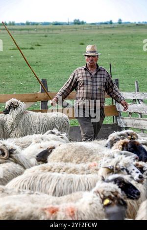 Rom farmer with his sheep in Timis province, Romania Stock Photo - Alamy