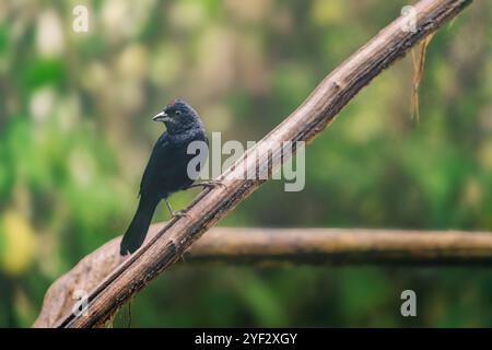 Male Ruby-crowned Tanager bird (Tachyphonus coronatus Stock Photo - Alamy