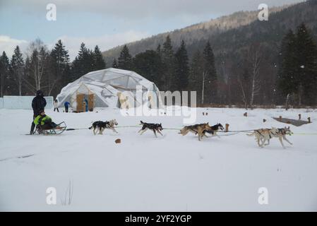 A dog sled at Baikal Dog Sledding Centre. The dog breeds used are the ...