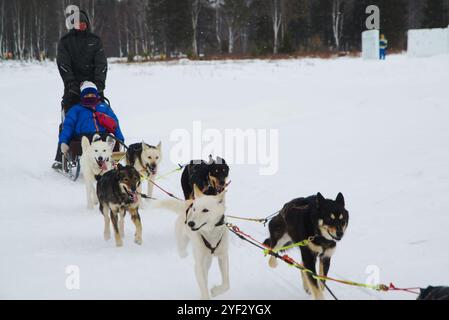 A dog sled at Baikal Dog Sledding Centre. The dog breeds used are the ...