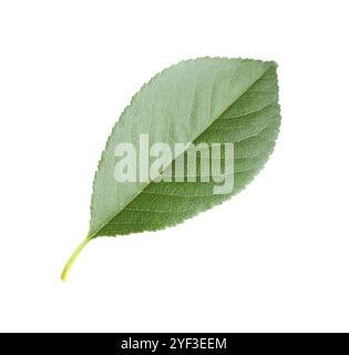 One fresh apple tree leaf isolated on white Stock Photo - Alamy
