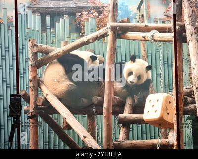 BEIJING, CHINA - NOVEMBER 3, 2024 - A giant panda plays on a new toy ...