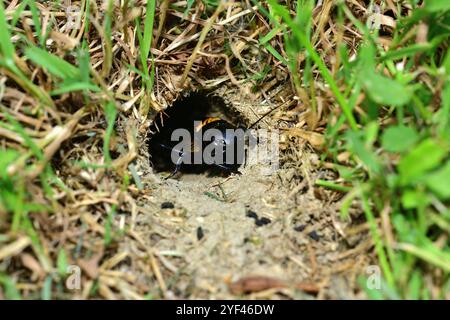 European field cricket comes out of a hole in the ground to the surface ...