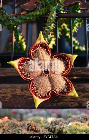 Persian carpet flower (Edithcolea grandis var. baylissiana ...