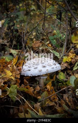 Seasonal natural scene, Tribec mountain range, Slovak republic. Travel ...