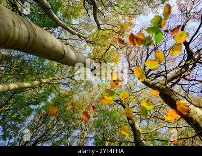 Borre, Denmark. 02nd Nov, 2024. The chalk cliffs of Möns Klint on the ...
