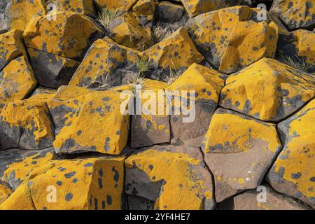 Orange-yellow lichen on columnar basalt, blue sky, Iceland, Europe ...