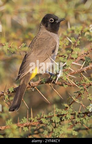 Yellow-breasted Bulbul, Songbird, True Bulbul, (Pycnonotus xanthopygos ...