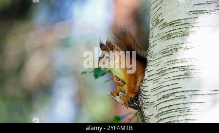 Eurasian red squirrels in Finland Stock Photo - Alamy
