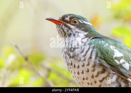 Golden cuckoo, Afrotropical species, family of golden cuckoos, cuckoo ...