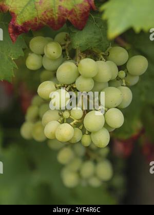 Closeup shot of unripe grapes on the vines Stock Photo - Alamy