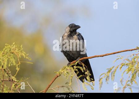 Shining crow, (Corvus splendens), omnivore, genus of ravens and crows ...
