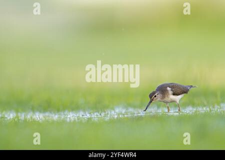 Sandpiper, sandpiper (Actitis hypoleucos), snipe family, snipe, biotope ...