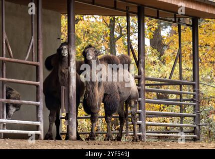 Bactrian Camels On Farm Exhibit Unique Beauty With Their Two Humps ...