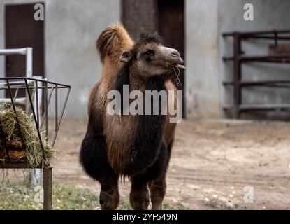 Bactrian Camels On Farm Exhibit Unique Beauty With Their Two Humps ...