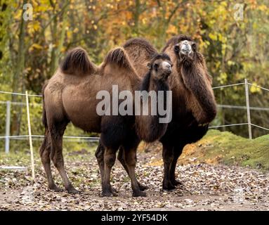 Bactrian Camels Stand Against Backdrop Of Trees In Autumn Stock Photo ...