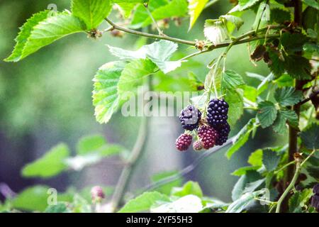 A closeup of Blackberries growing on a bush in a garden Stock Photo - Alamy
