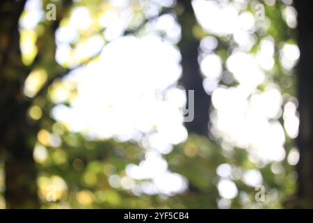 A photograph of out of focus greenery woodland background. Natureal ...