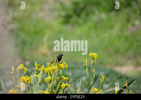 Yellow-winged Blackbird (Agelasticus thilius Stock Photo - Alamy