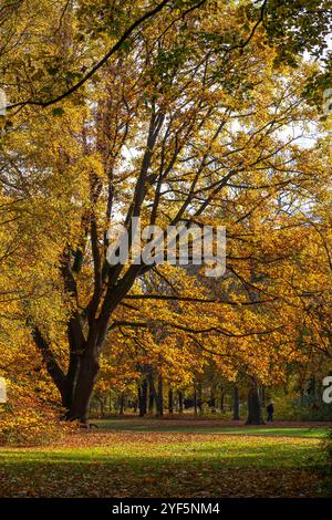 Herbst im Park Großer Tiergarten, Mitte, Berlin, Deutschland *** Autumn ...