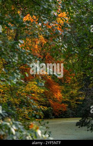 Herbst im Park Großer Tiergarten, Mitte, Berlin, Deutschland *** Autumn ...