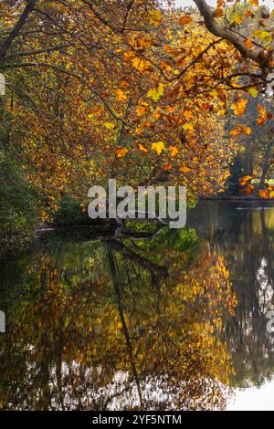 Herbst im Park Großer Tiergarten, Mitte, Berlin, Deutschland *** Autumn ...