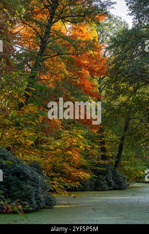 Herbst im Park Großer Tiergarten, Mitte, Berlin, Deutschland *** Autumn ...