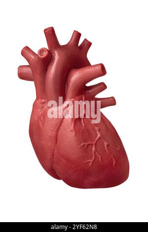 Human heart model isolated on white background Stock Photo - Alamy