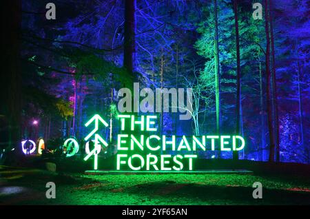 Some of the special lighting effects at the 2024 Enchanted Forest event ...