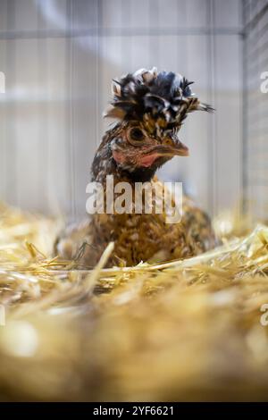 Sanjak Long Crower chicken hen on an animal exhibition Stock Photo - Alamy