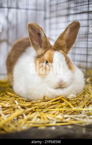 Dutch red rabbit Stock Photo - Alamy