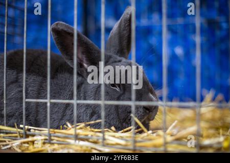 Blue Vienna (Blaues Wienerkaninchen), a rabbit breed from Austria Stock ...