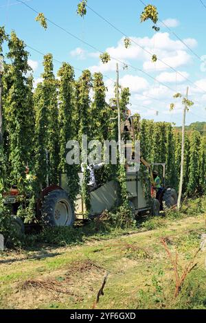Hop harvest in Kent farm, Bugglesden Lane, St Michaels, Tenterden, Kent ...