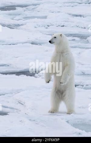 Arctic Ocean, Svalbard, Norway. Healthy female polar bear on pancake ...