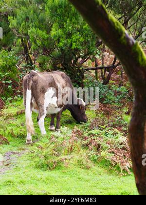 This peaceful scene captures a cow in a quiet field, with storm clouds ...