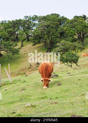 A brown cow is grazing peacefully in a sunny meadow filled with tall ...
