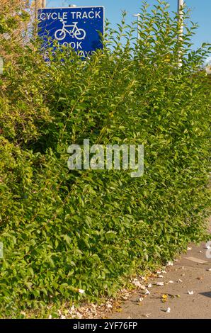 Overgrown cycle route, cycle track, look both ways, hedges, obstruction ...