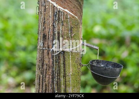 Rubber tapping and latex extraction in kerala india Stock Photo - Alamy