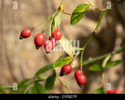 Rosa canina. A wild rosehip bush with ripe fruits wet with autumn ...
